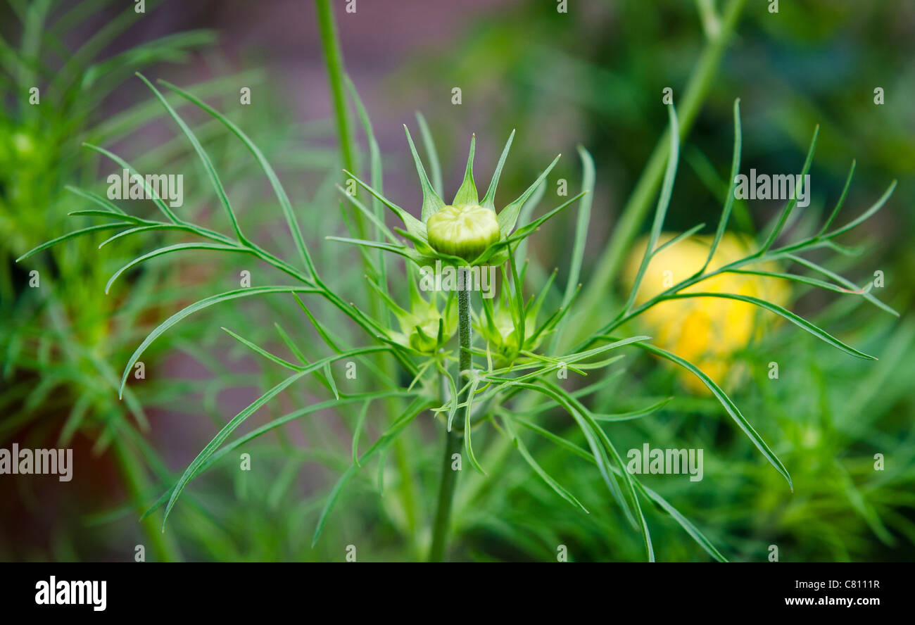 Cosmos Flower Stem Stock Photo - Alamy