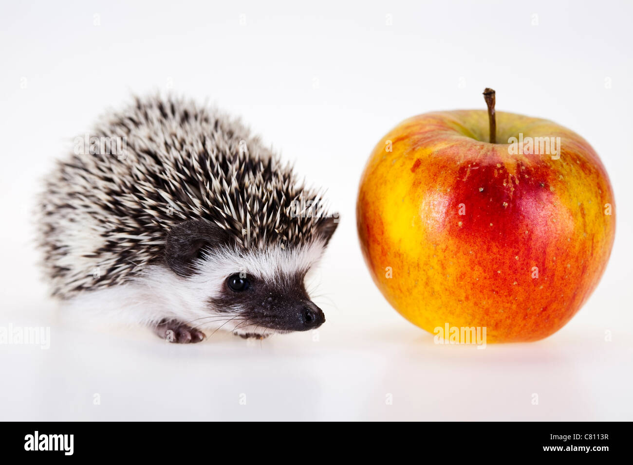 Hedgehog with apple Stock Photo - Alamy
