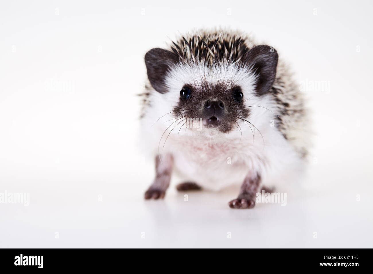 Hedgehog isolated white hi-res stock photography and images - Alamy