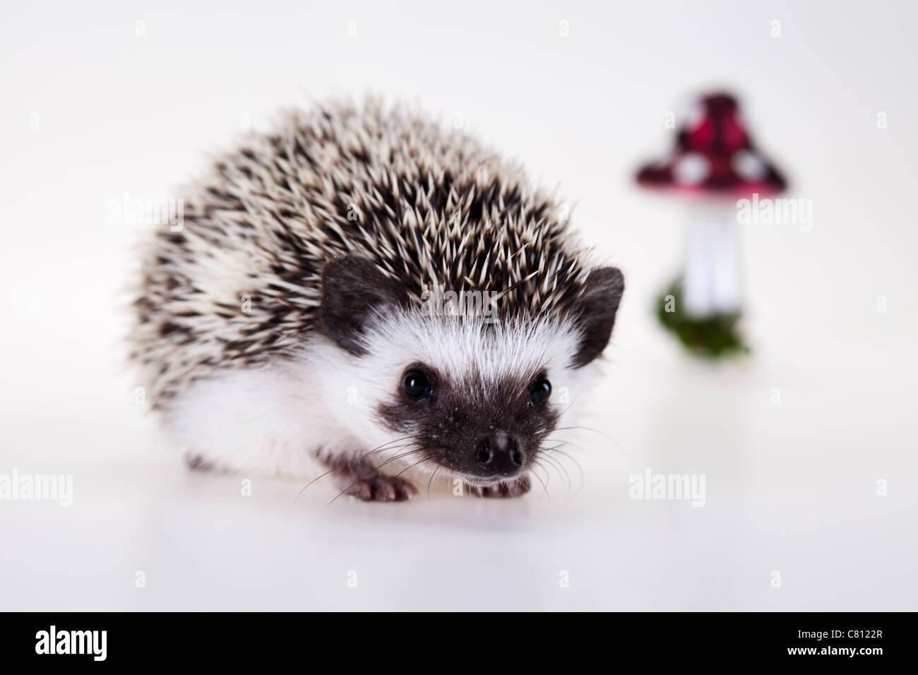 Autumnal animal - Hedgehog Stock Photo - Alamy
