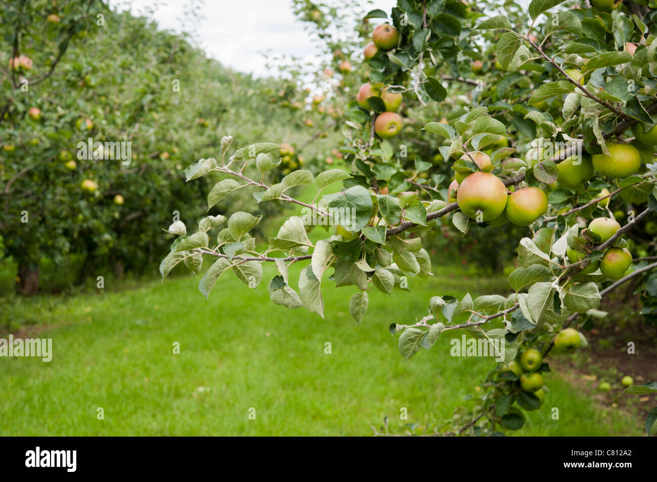 Orchard uk hi-res stock photography and images - Alamy