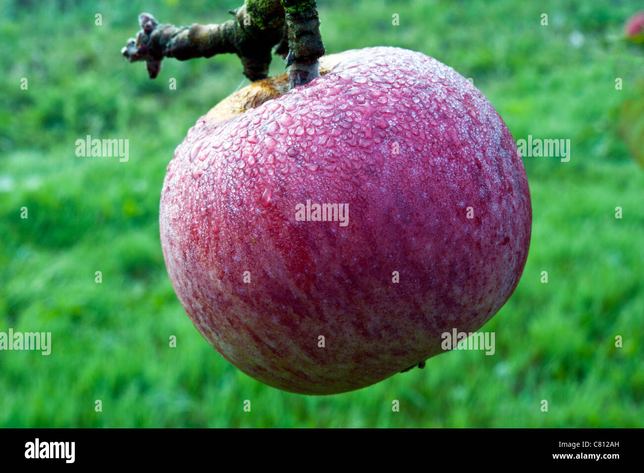 Moisture apple hi-res stock photography and images - Alamy