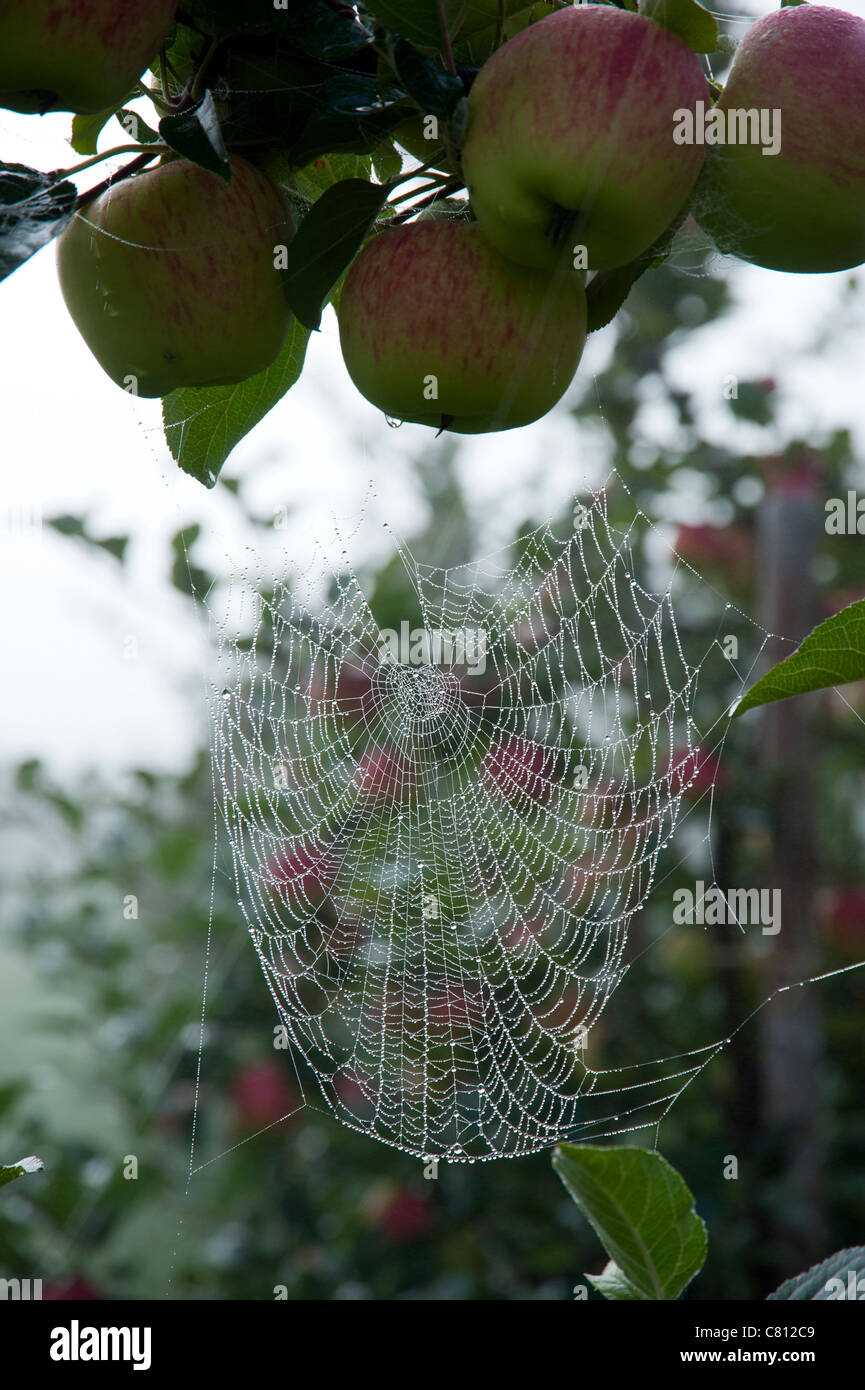 Harvest Spider High Resolution Stock Photography and Images - Alamy