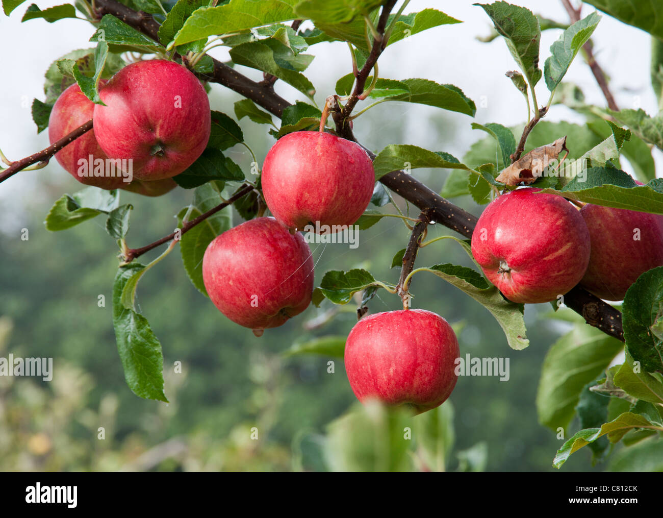 Bright red apples hanging on a tree in an English orchard Stock Photo - Alamy