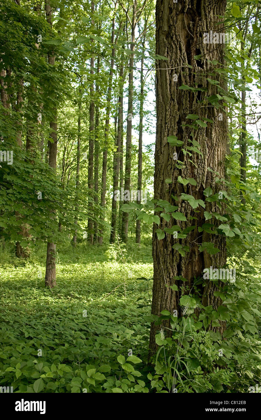 Trees in the woods with vines growing around and up the trees Stock ...