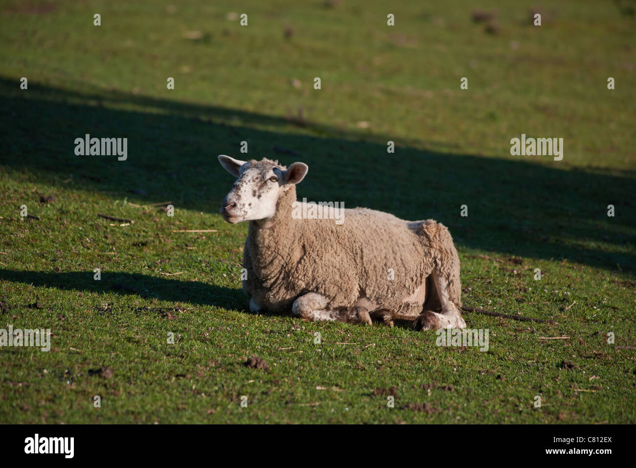 Lone sheep in a field Stock Photo - Alamy