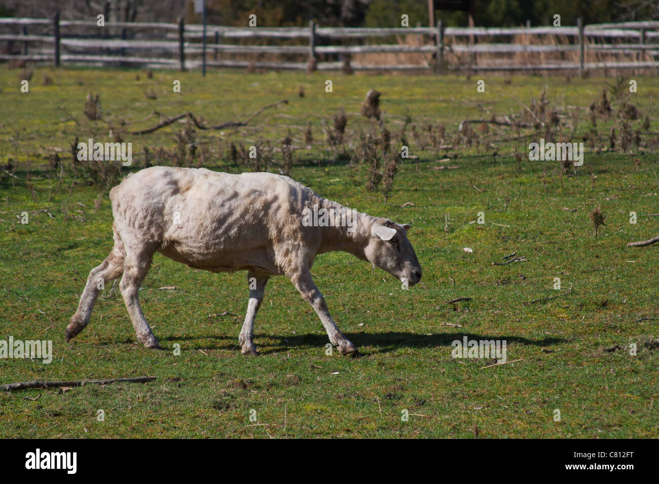 Lone sheep in a field Stock Photo - Alamy