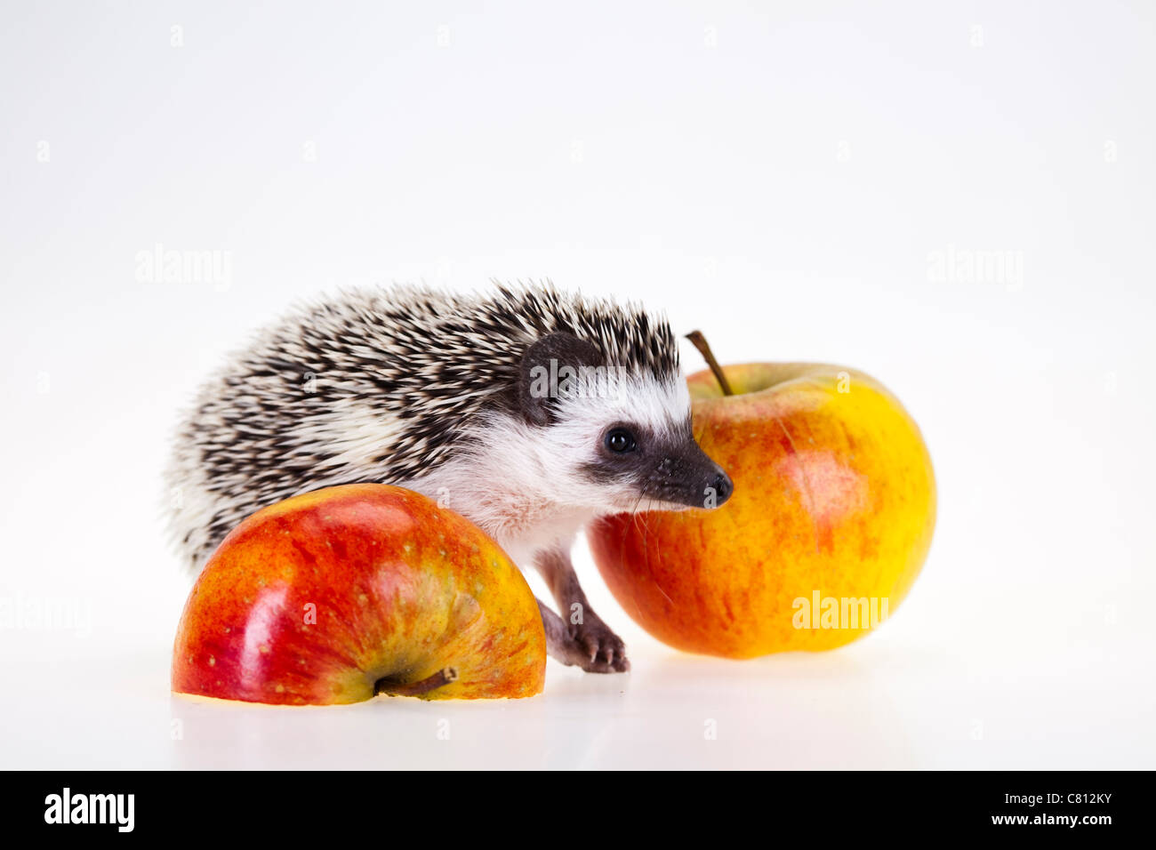 Hedgehog with apple Stock Photo - Alamy