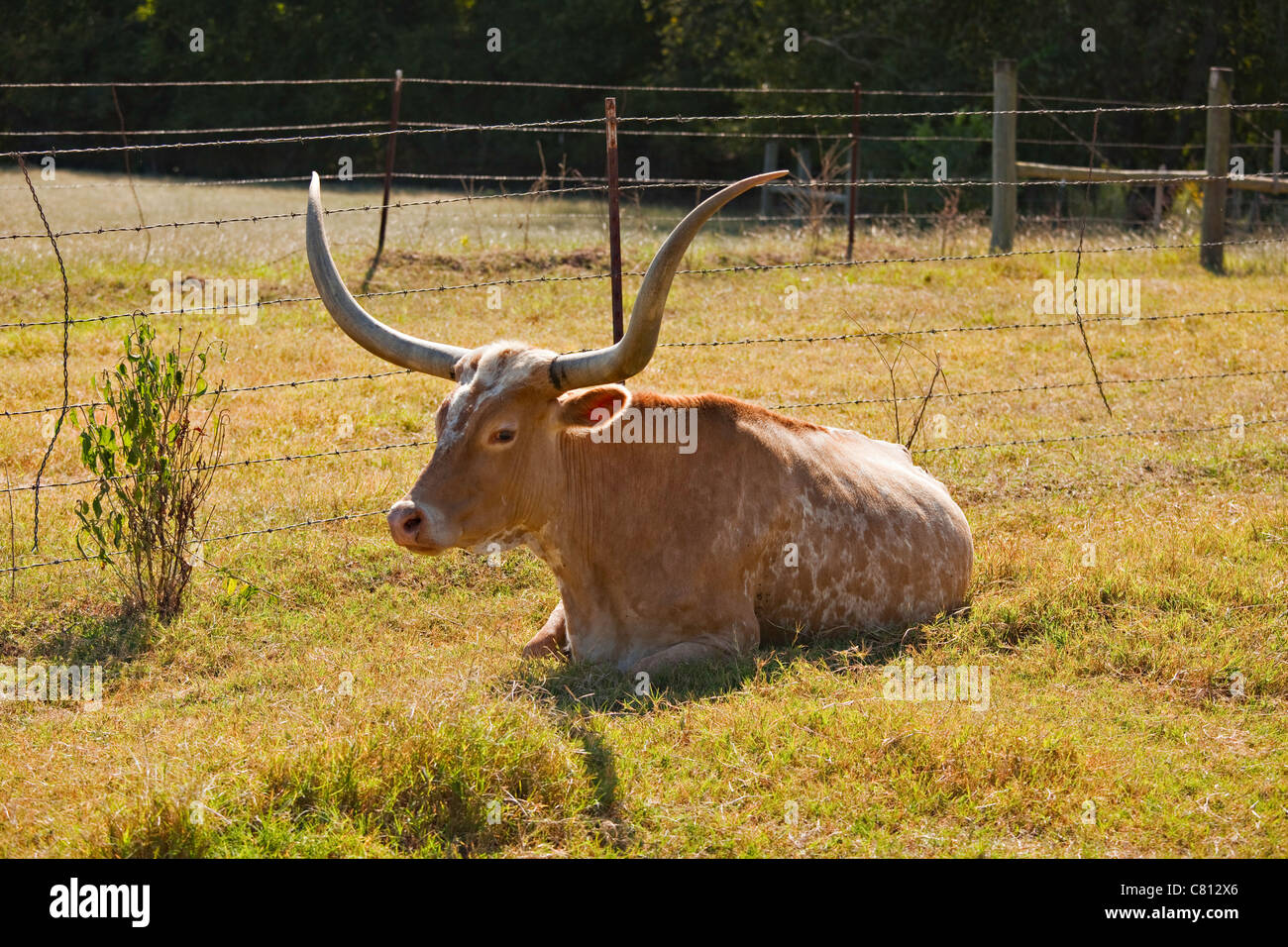 A real Texas Longhorn cow resting in a scenic pasture in the horizontal ...