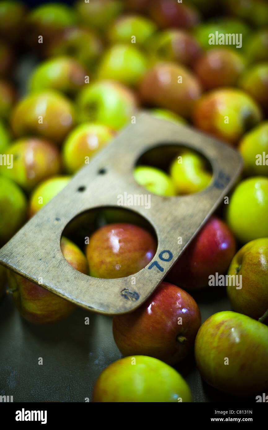 Apples being processed for packing with size grading tool in an English ...
