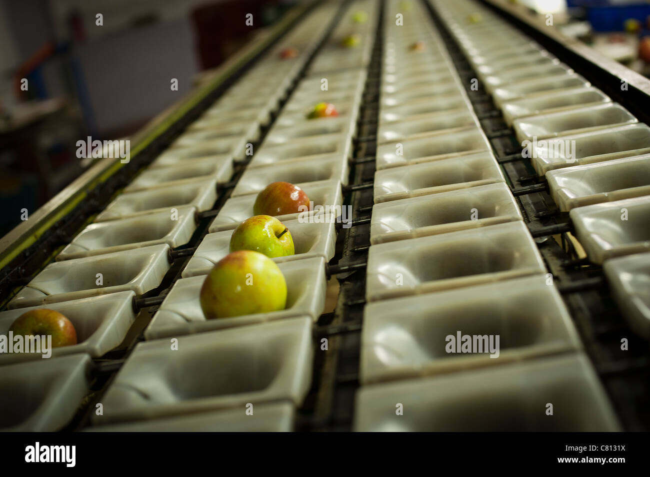Apples on a conveyor system being sorted and graded by size ready for ...