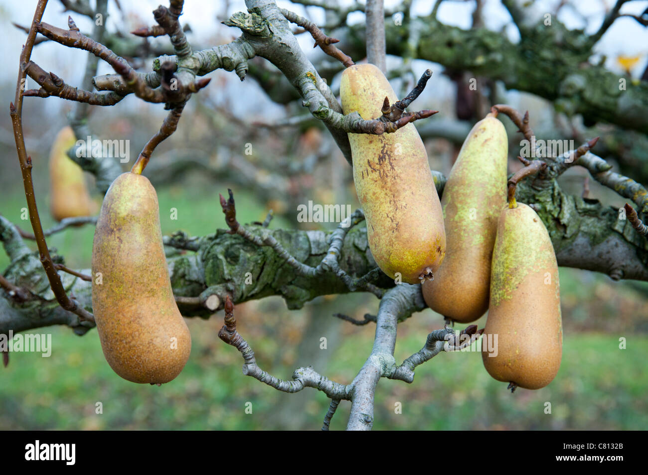 Conference pear tree hi-res stock photography and images - Alamy