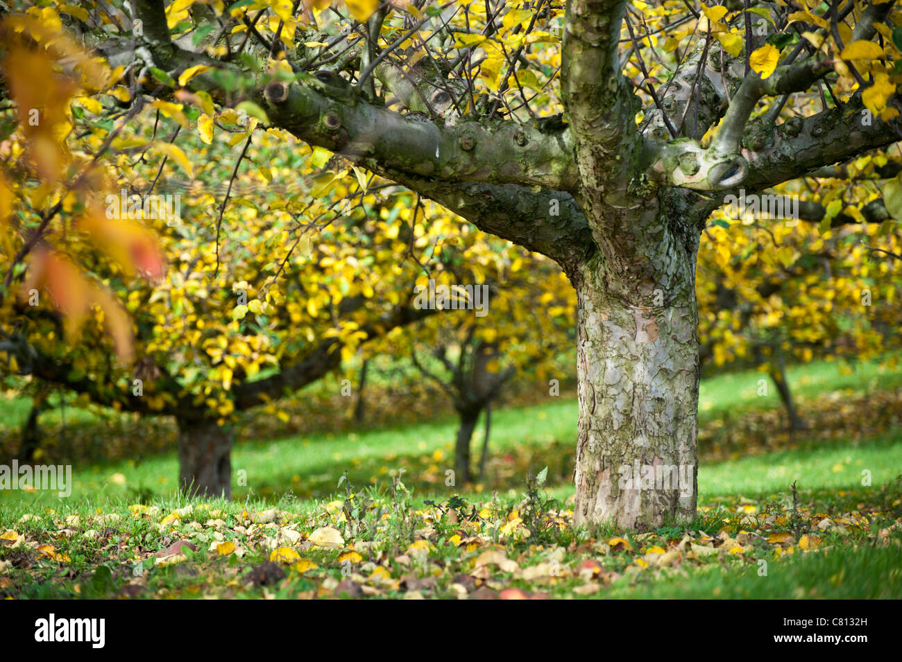 Lines of fruit trees in autumn with beautiful autumnal colours Stock ...
