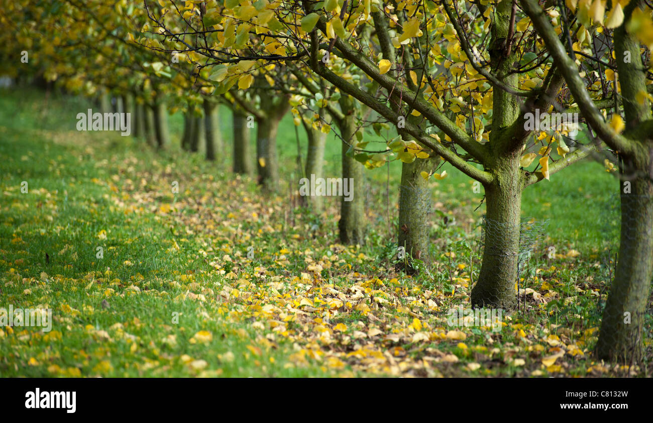 Lines of fruit trees in autumn with beautiful autumnal colours Stock ...
