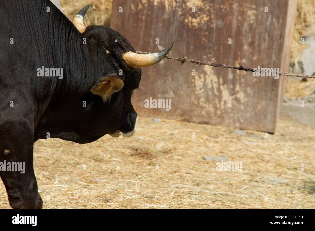 Bull slaughter hi-res stock photography and images - Alamy