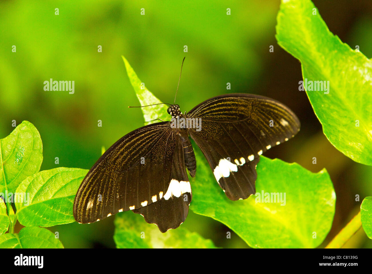 Papilio polytes ( Papilio polytes Stock Photo - Alamy