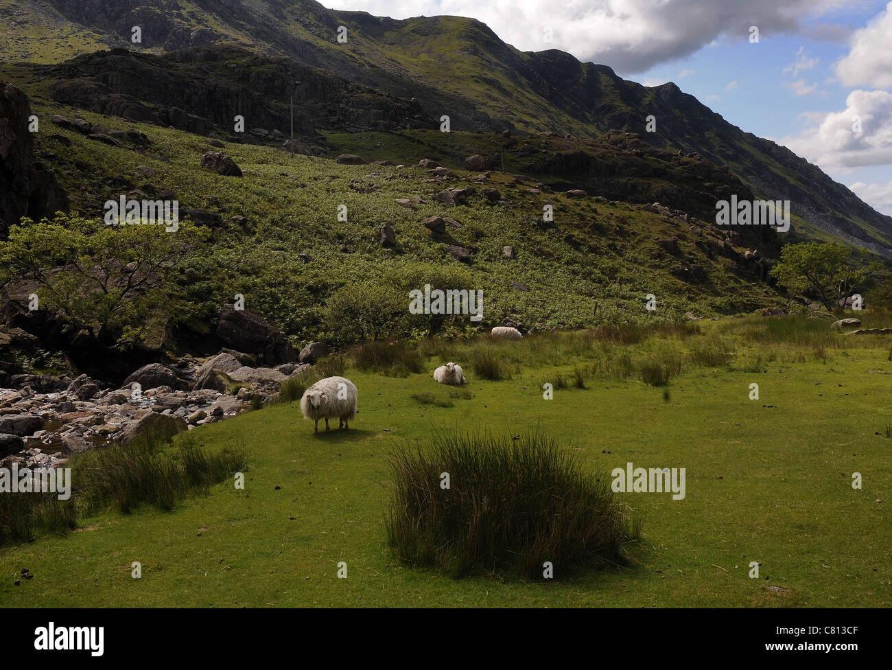 SHEEP AT SNOWDON NATIONAL PARK, WALES Stock Photo - Alamy