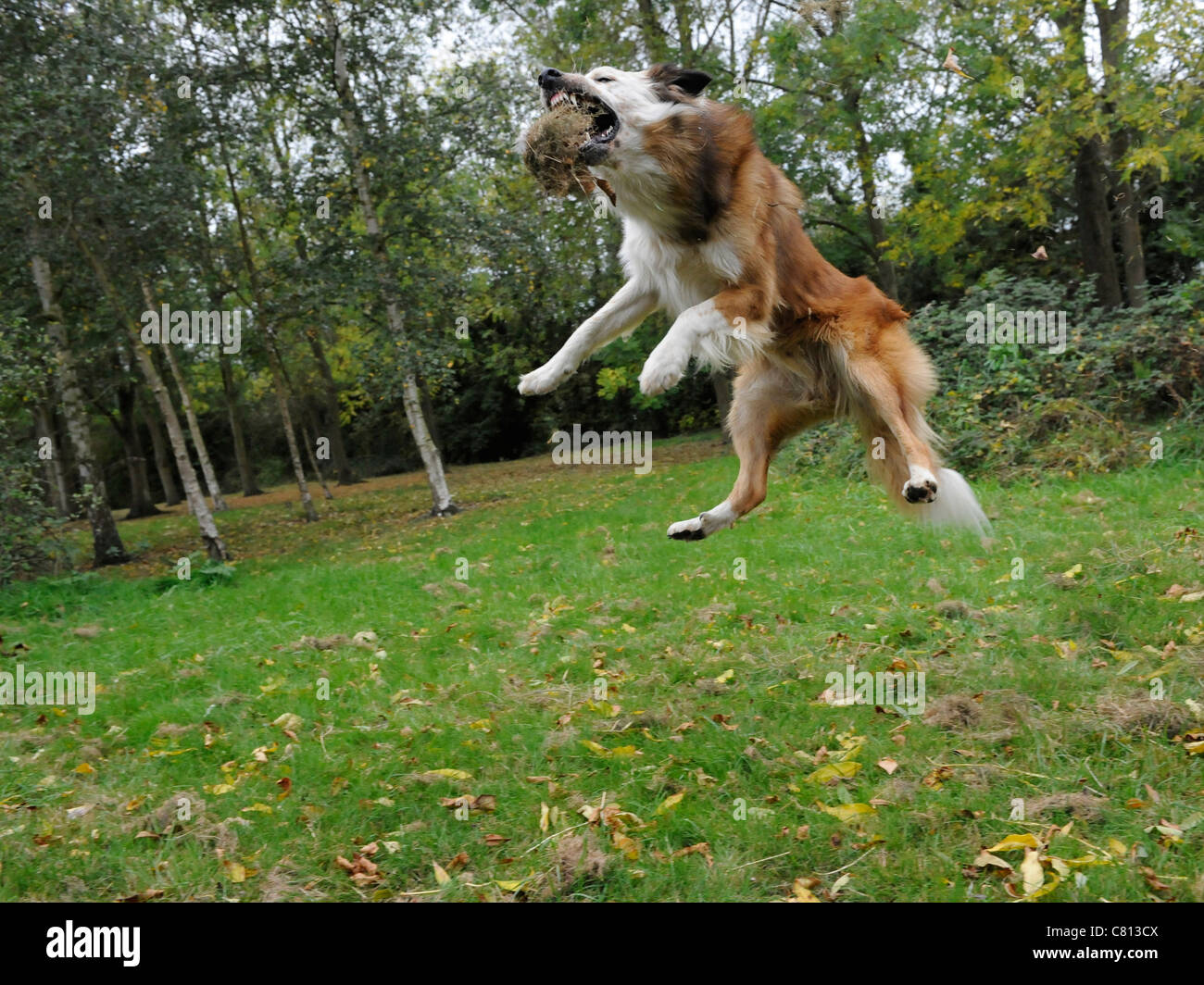 Collie cross hi-res stock photography and images - Alamy
