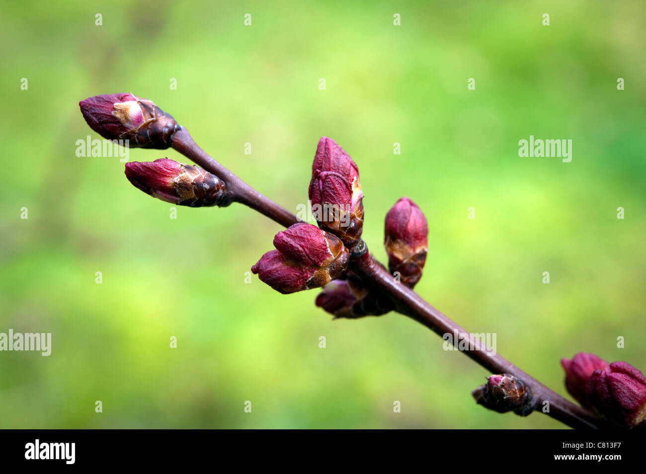 Apple blossom buds in close up on an English orchard Stock Photo - Alamy