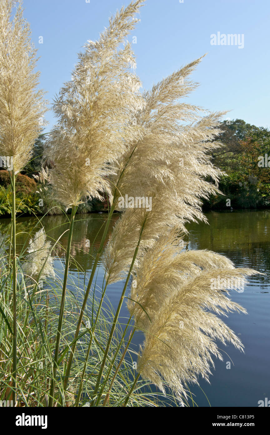 Pampus Grass High Resolution Stock Photography and Images - Alamy
