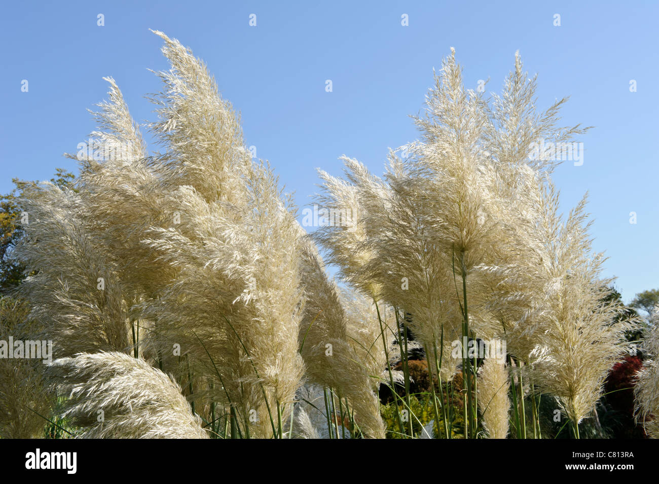 Pampus Grass High Resolution Stock Photography and Images - Alamy