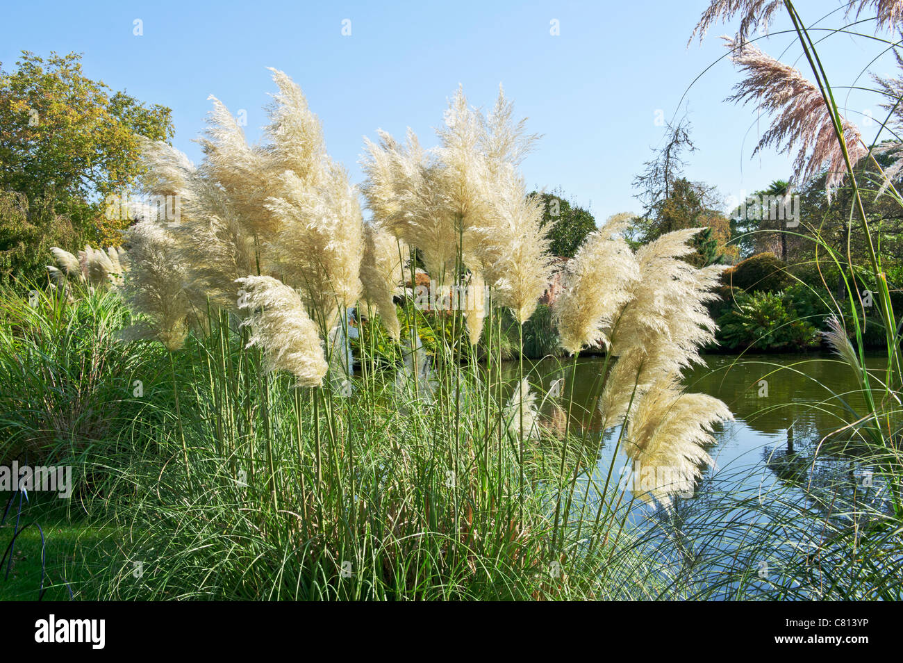 Pampus grass hi-res stock photography and images - Alamy