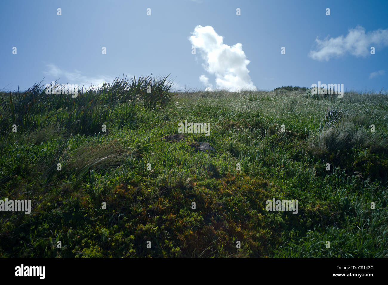 Australia native grasses hi-res stock photography and images - Alamy