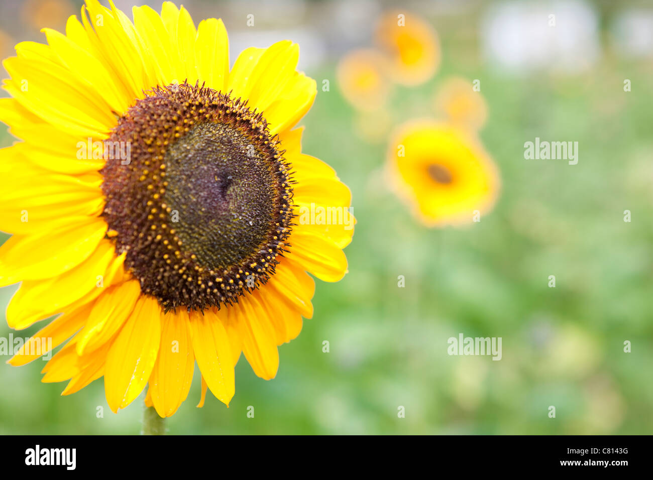 Close up four sunflower hi-res stock photography and images - Alamy