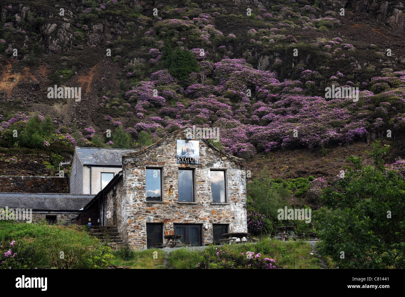 SYGUN COPPER MINE SURROUNDED BY RHODODENDRONS ON THE MOUNTAINSIDE AT ...