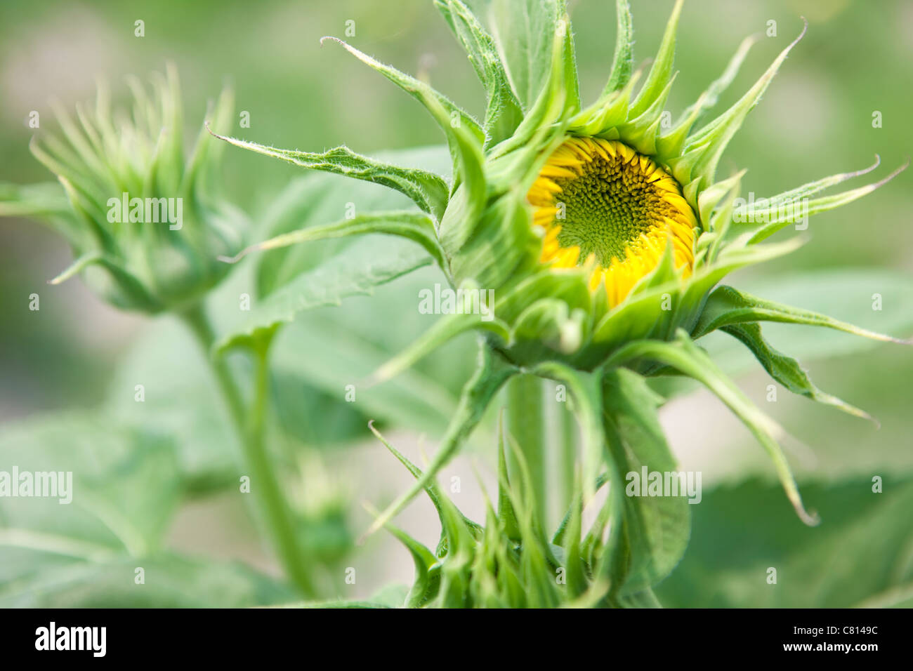 Sunflower buds hi-res stock photography and images - Alamy