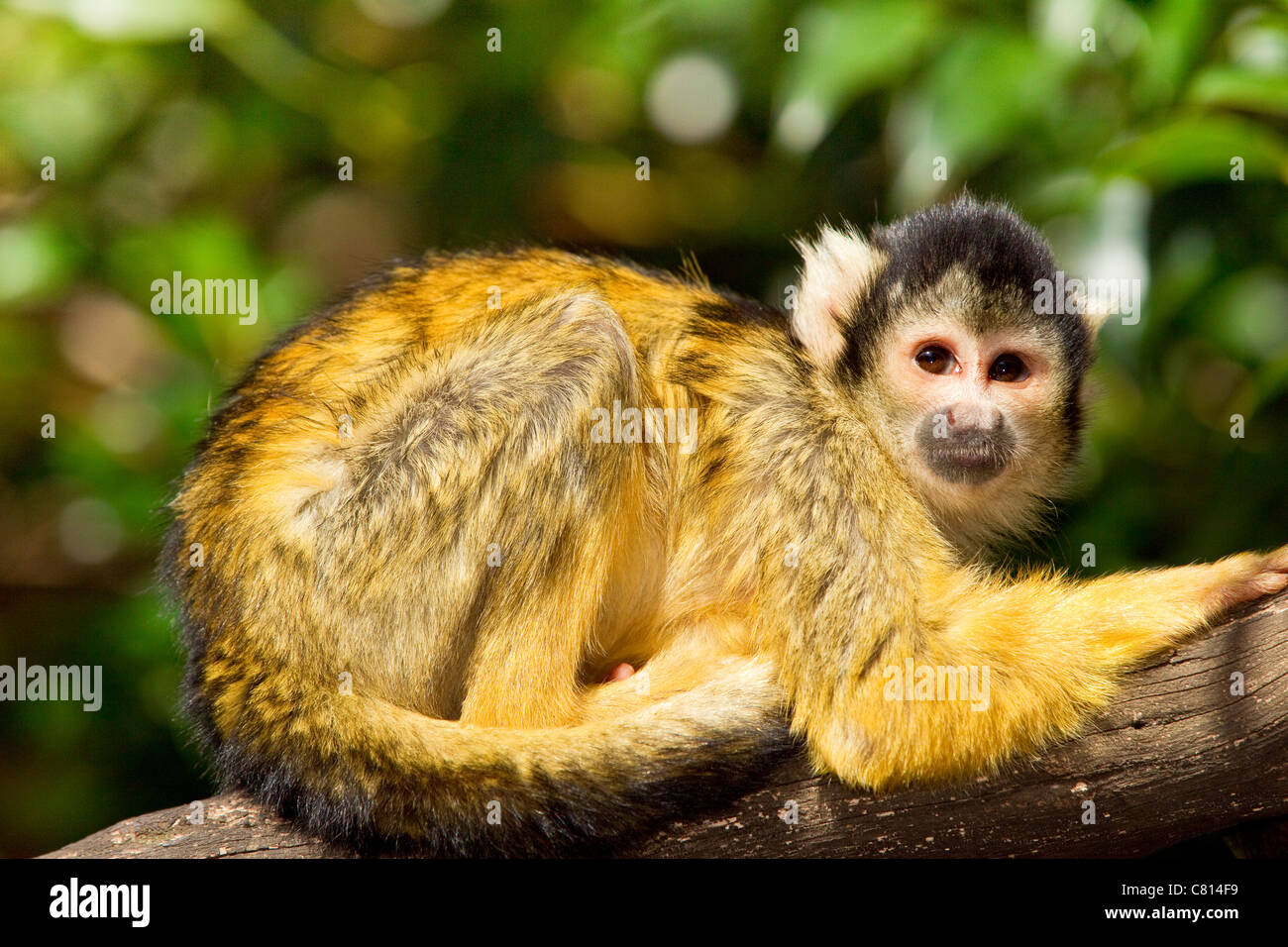 Black squirrel monkey ( Saimiri vanzolinii Stock Photo - Alamy