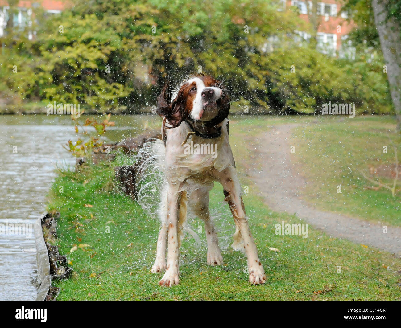 Wet Dog Shaking High Resolution Stock Photography and Images - Alamy