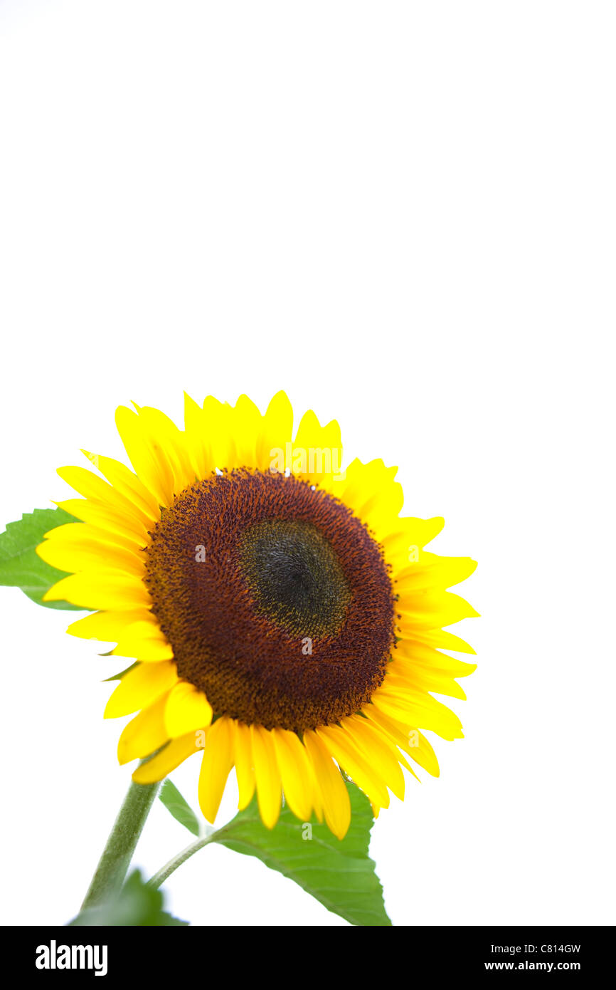 Temperate flower Cut Out Stock Images & Pictures - Alamy