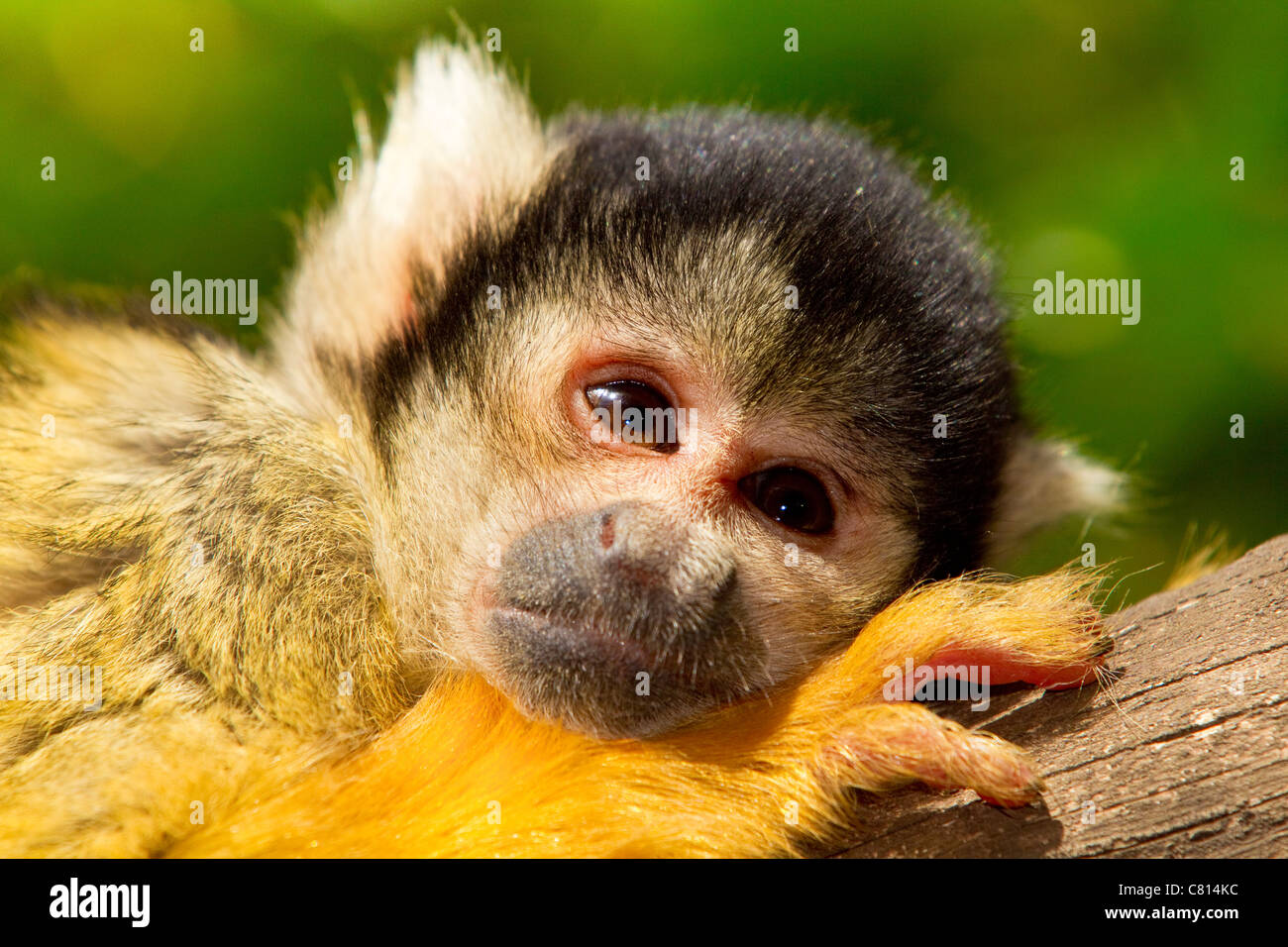 Black squirrel monkey ( Saimiri vanzolinii Stock Photo - Alamy