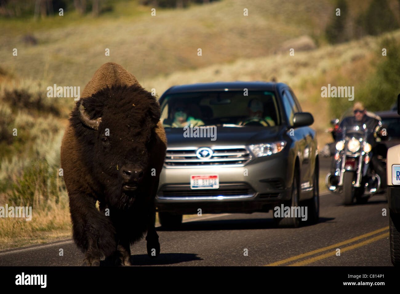 Bison vs car hi-res stock photography and images - Alamy