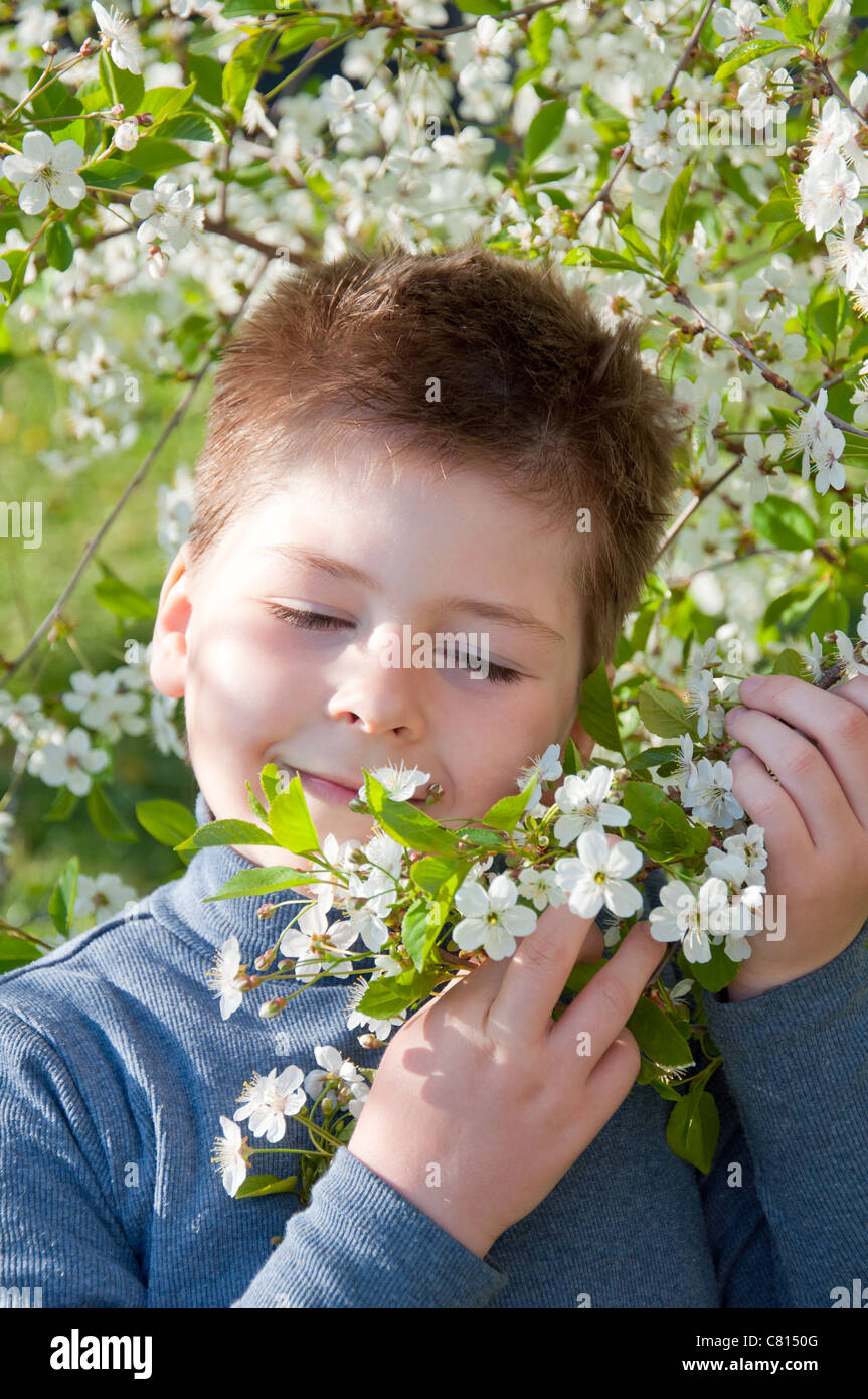 boy portrait blossoms spring child one beautiful face large close ...