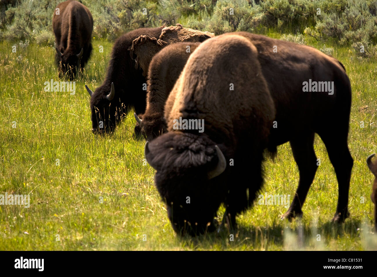 Grassing hi-res stock photography and images - Alamy