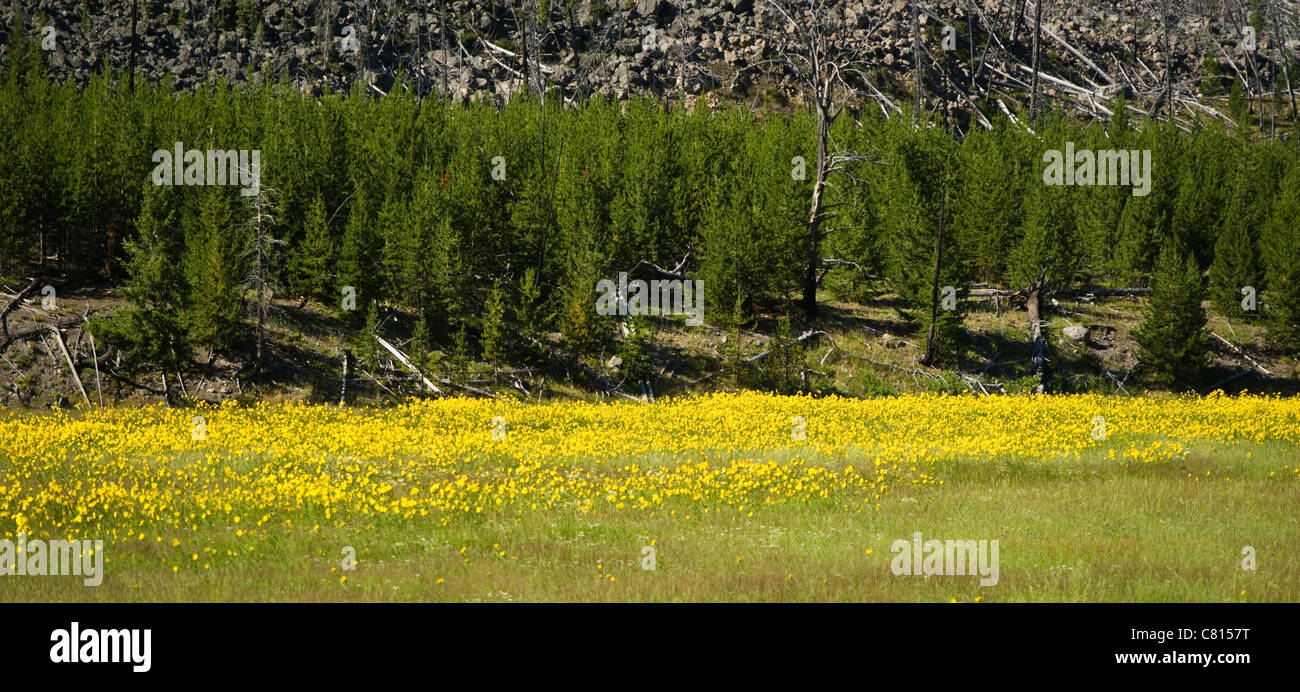 Yellow flowers field in yellowstone hi-res stock photography and images ...