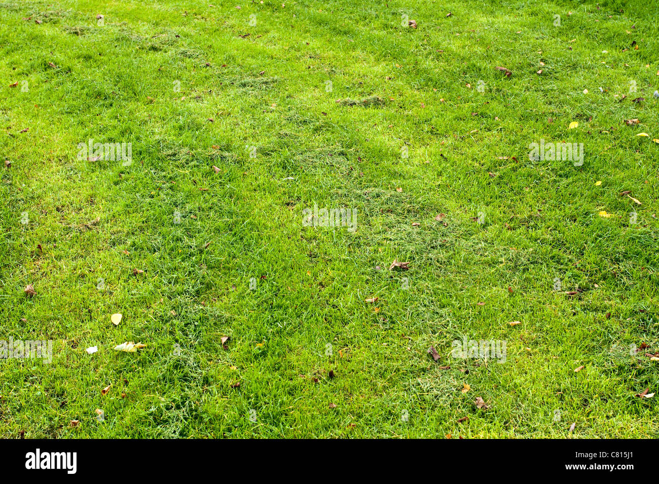 Freshly cut grass Stock Photo - Alamy