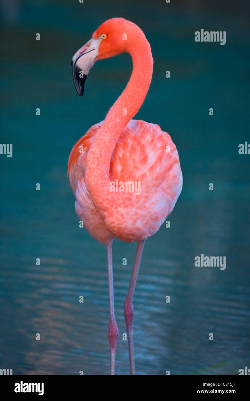 Pink flamingo water hi-res stock photography and images - Alamy