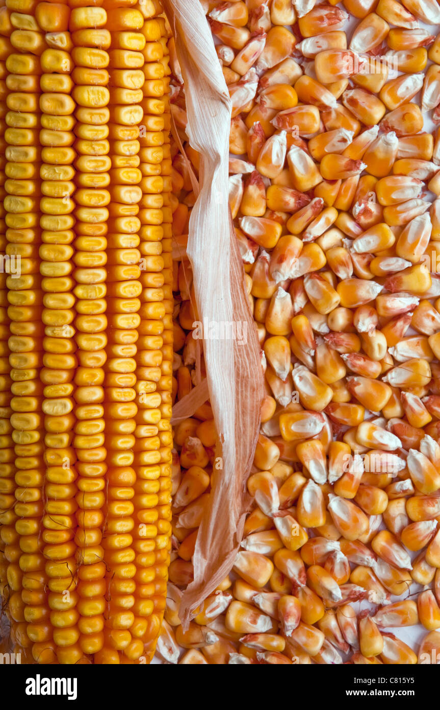 Ear of a corn hi-res stock photography and images - Alamy