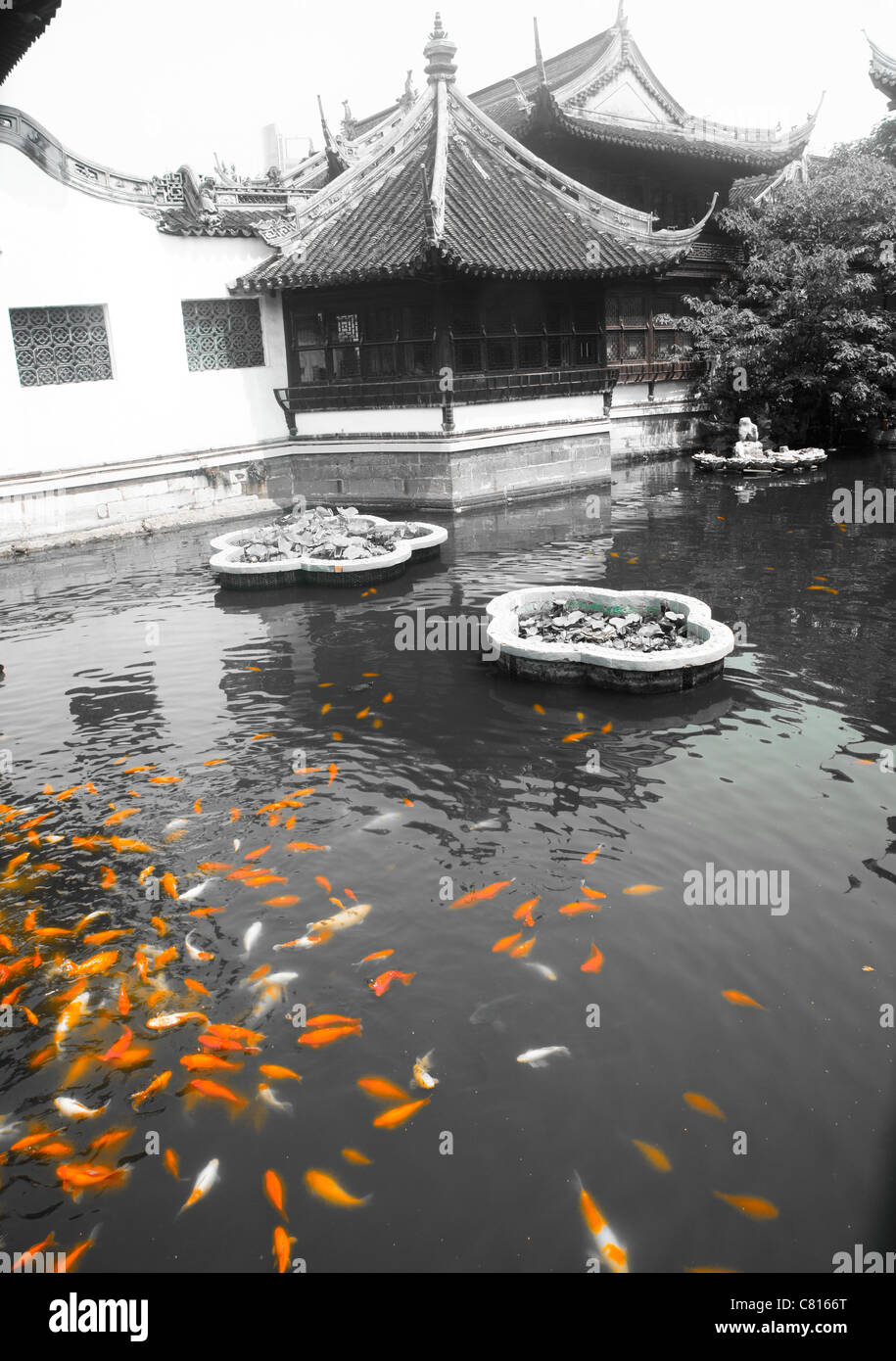 Chinese yellow fish in the pool of Yuyuan garden located in Shanghai ...