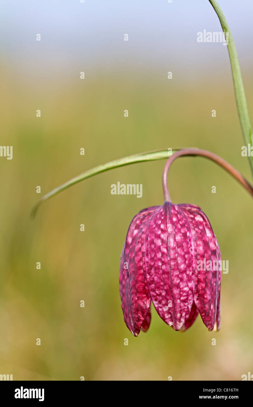Checkered daffodil (Fritillaria meleagris Stock Photo - Alamy