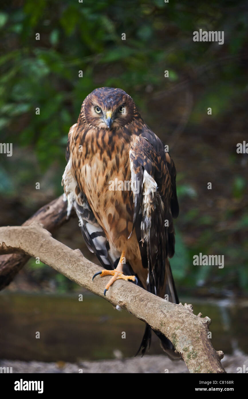 Red-Tailed Hawk on a tree branch Stock Photo - Alamy