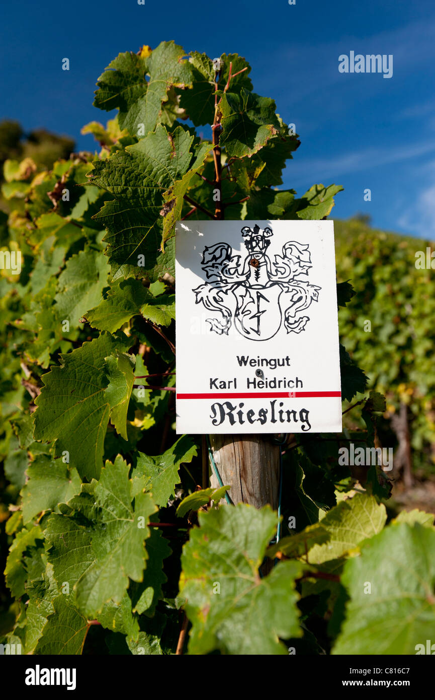 Vineyard growing Riesling grapes above Bacharach village on Romantic ...