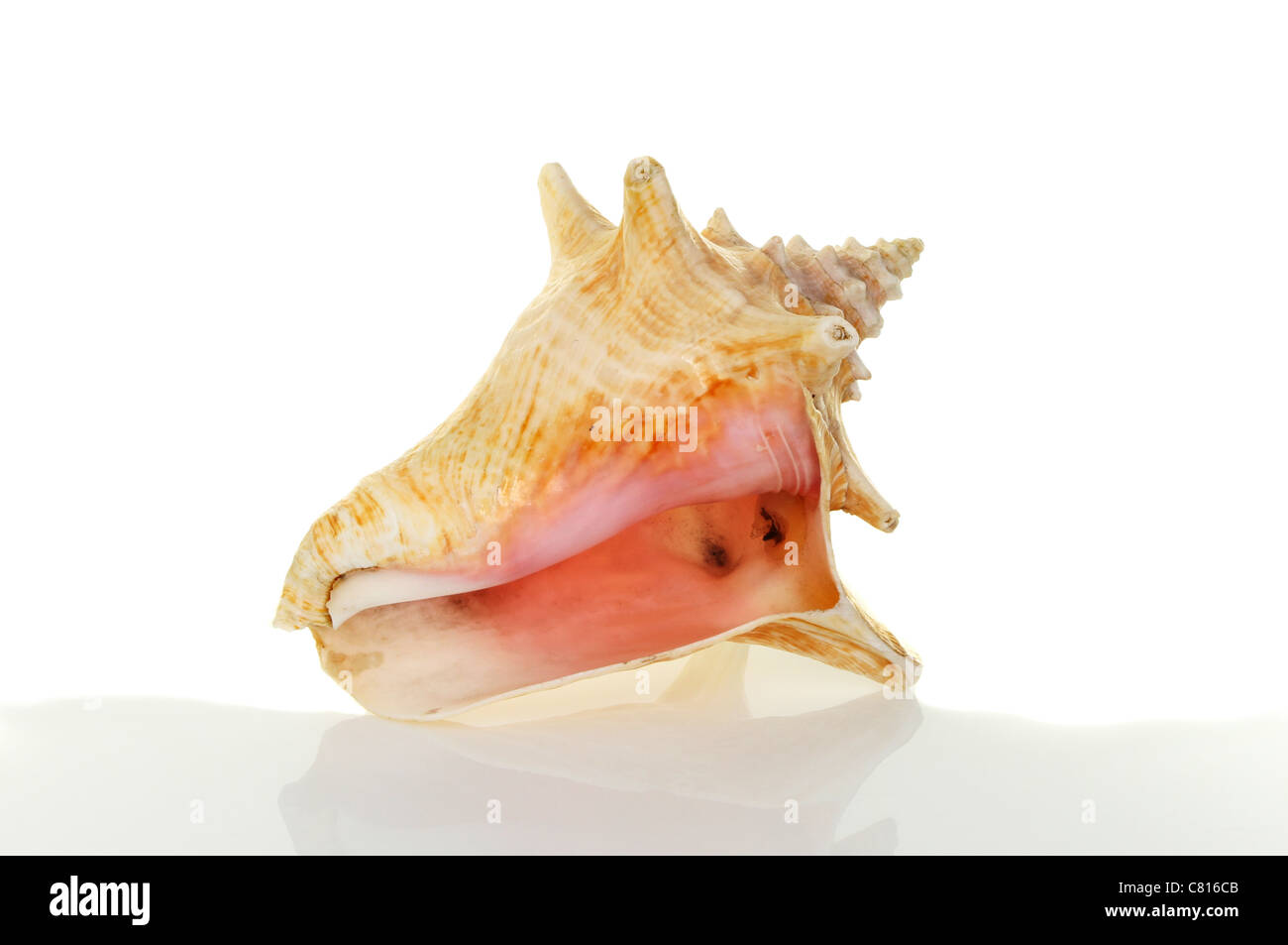 Conch sea snail shell with a soft reflection and shadow against a white ...