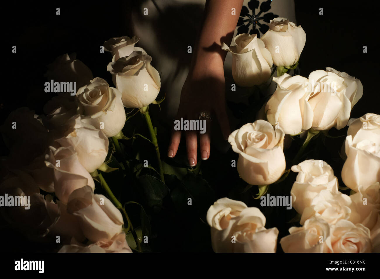 The hand of engaged girl in the rose given by his future husband Stock ...