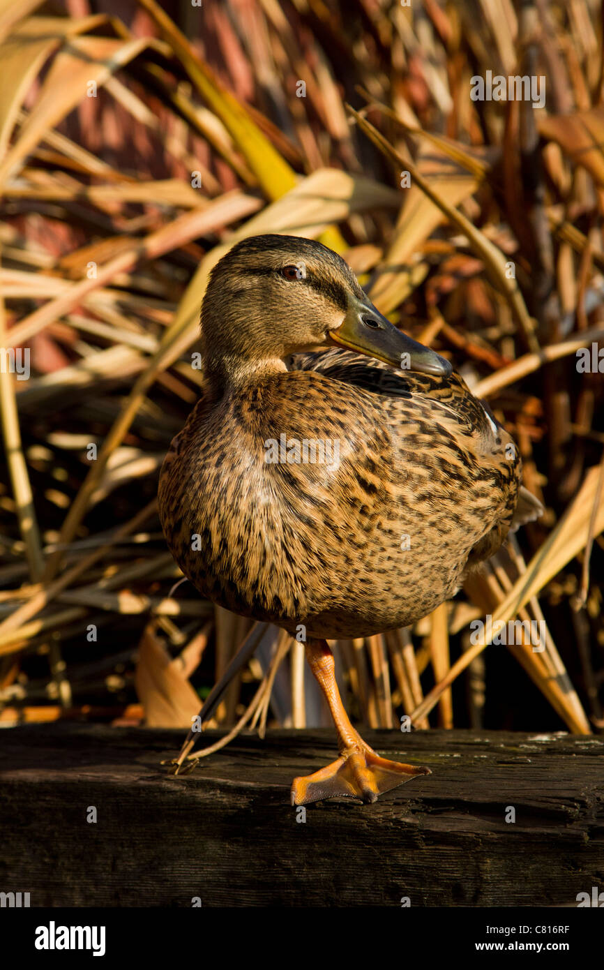 Duck balancing on one leg hi-res stock photography and images - Alamy
