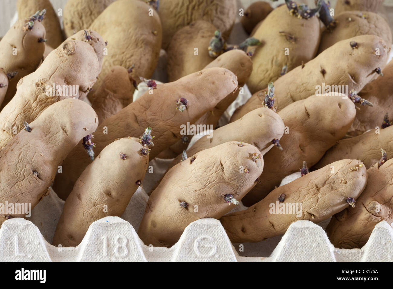 Planting pink fir apple potato hi-res stock photography and images - Alamy