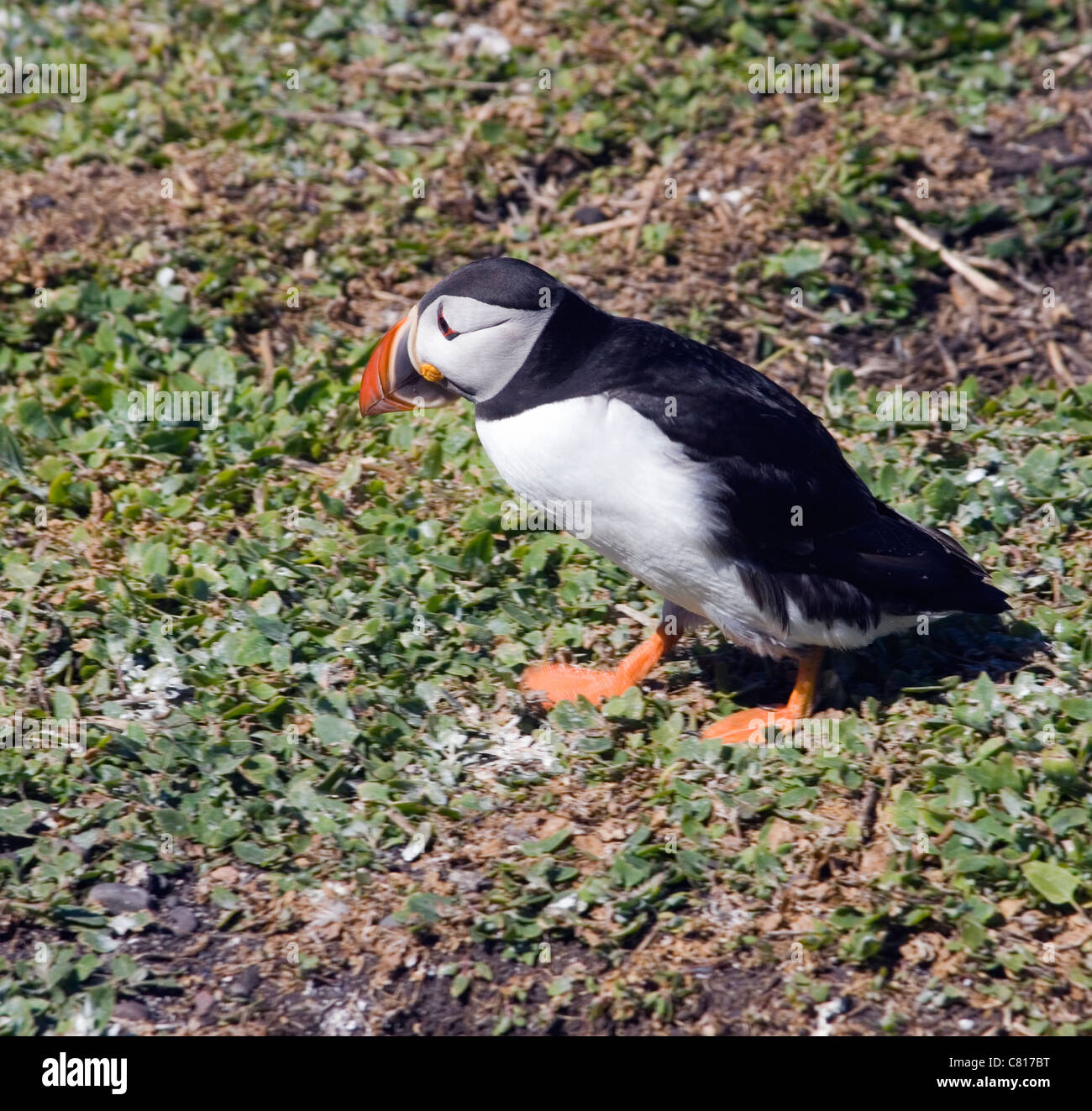 Farne Puffin High Resolution Stock Photography and Images - Alamy
